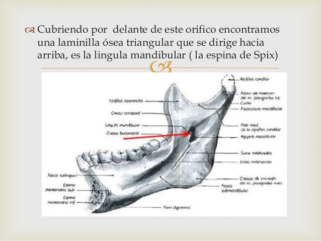 Mandibula