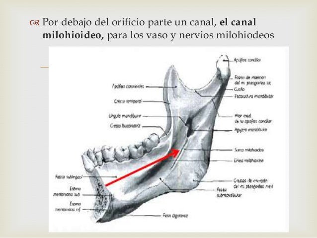 Mandibula