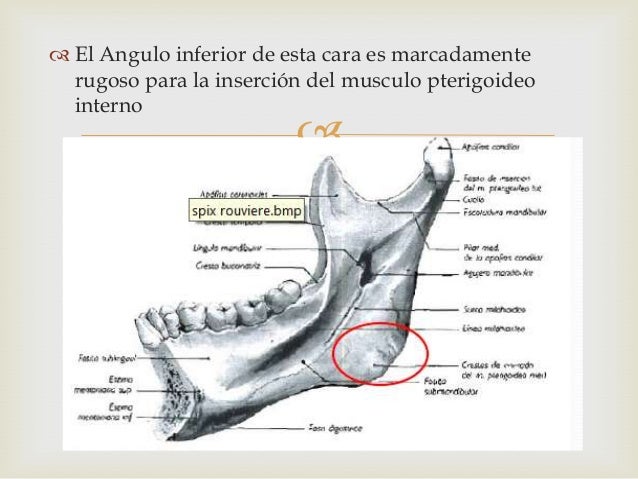 Mandibula