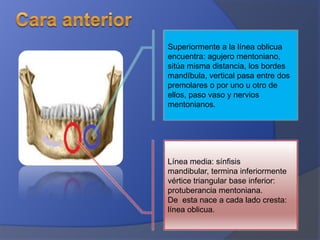 Mandibula | PPTX