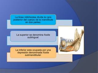 Mandibula | PPTX