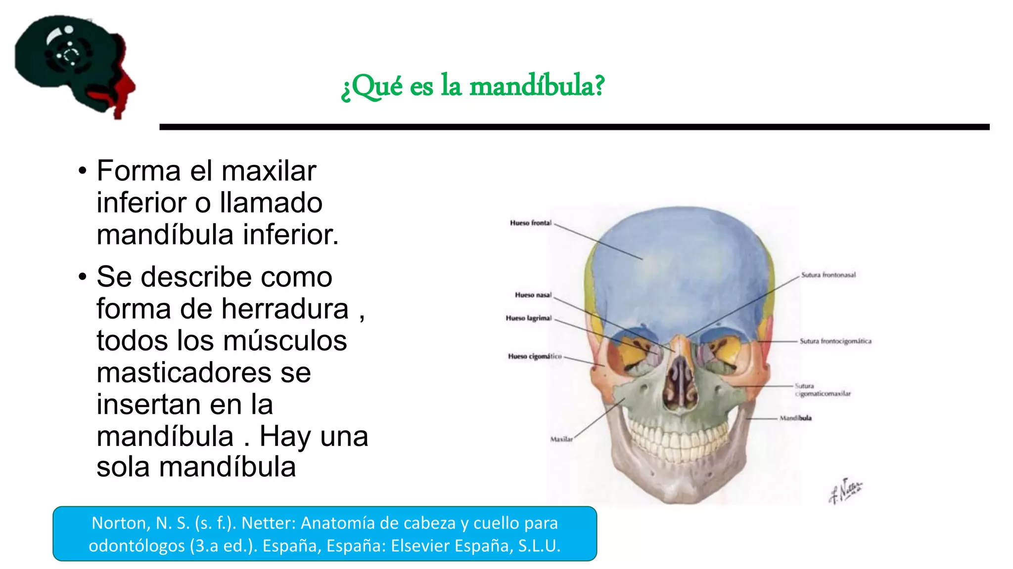 Mandibula | PPTX