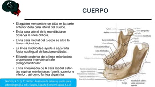 Mandibula | PPTX