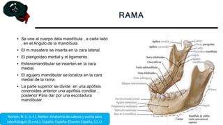 Mandibula | PPTX