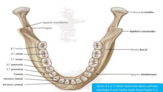 Mandibula | PPTX