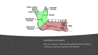 Mandibula | PPT