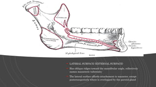 Mandibula | PPT