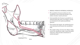 Mandibula | PPT