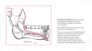 Mandibula | PPT