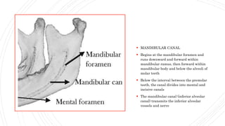 Mandibula | PPT