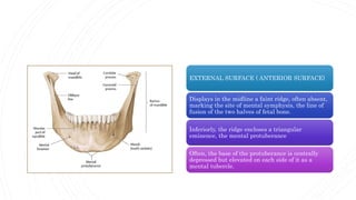 Mandibula | PPT
