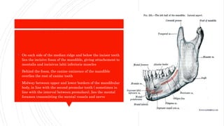 Mandibula | PPT