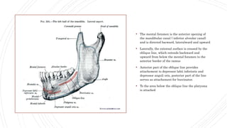 Mandibula | PPT