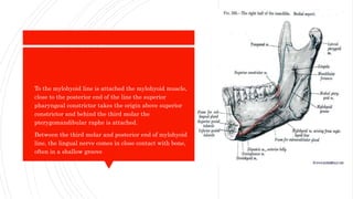 Mandibula | PPT