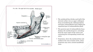 Mandibula | PPT