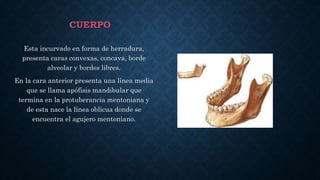 MANDIBULA.pptx