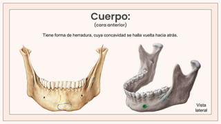 exposición de la mandíbula, anatomía humana 1 | PPTX