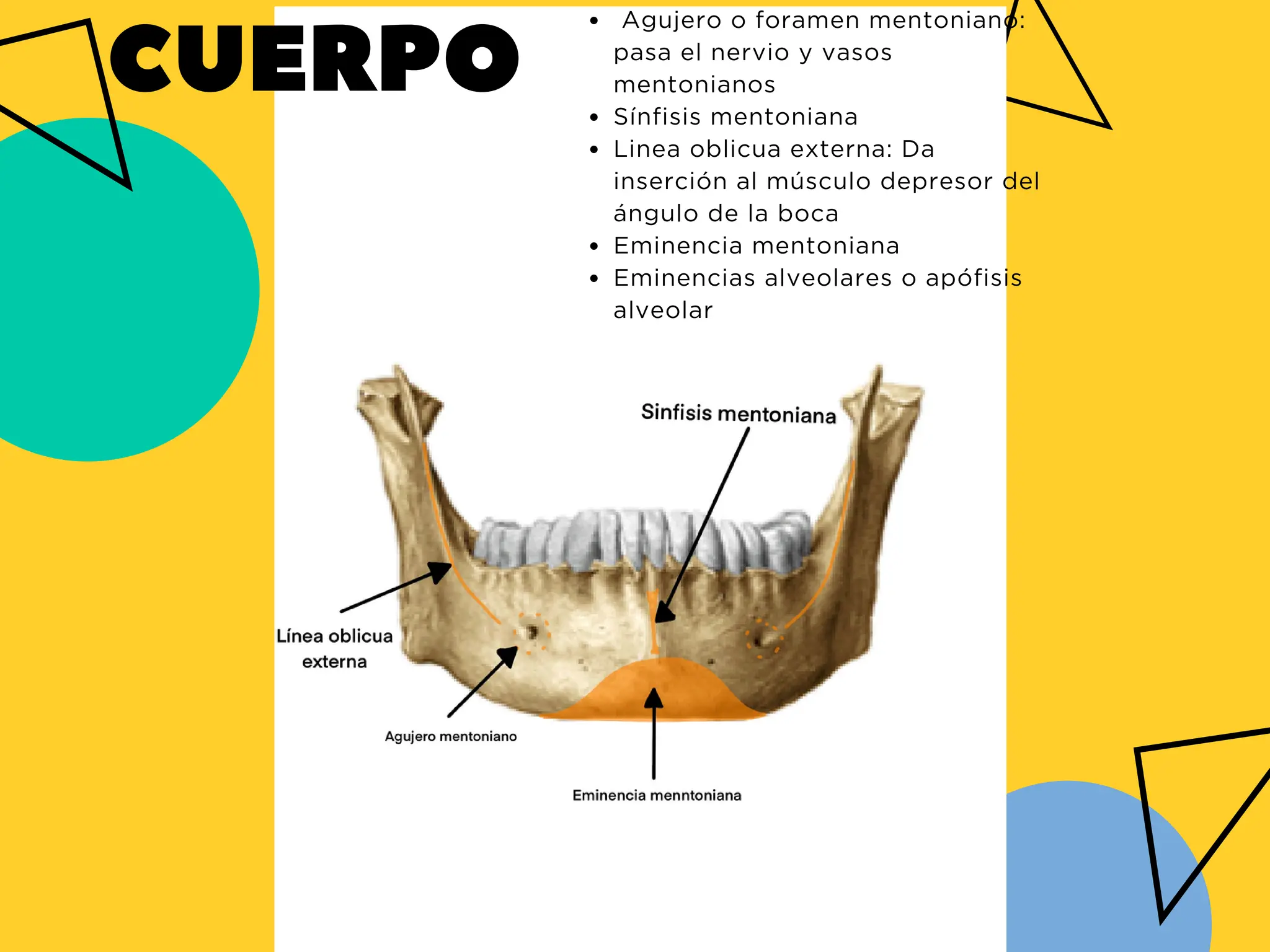 Anatomia de la Mandibula, para estudiantes de Ortodoncia. | PPT