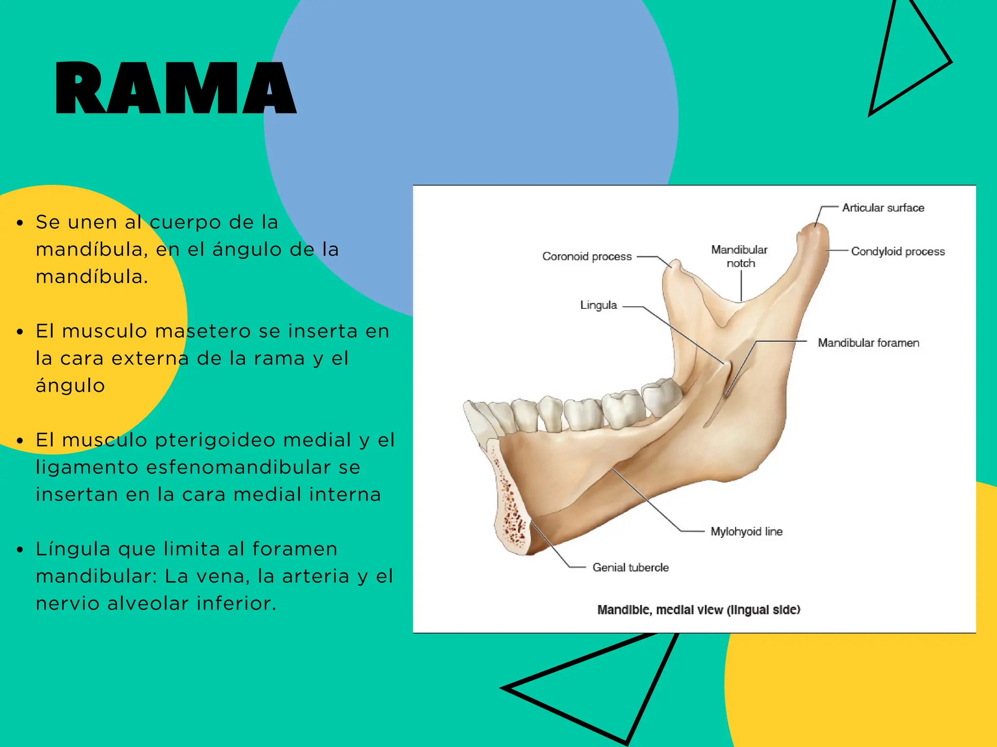 Anatomia de la Mandibula, para estudiantes de Ortodoncia. | PPT