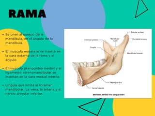 Anatomia de la Mandibula, para estudiantes de Ortodoncia. | PDF