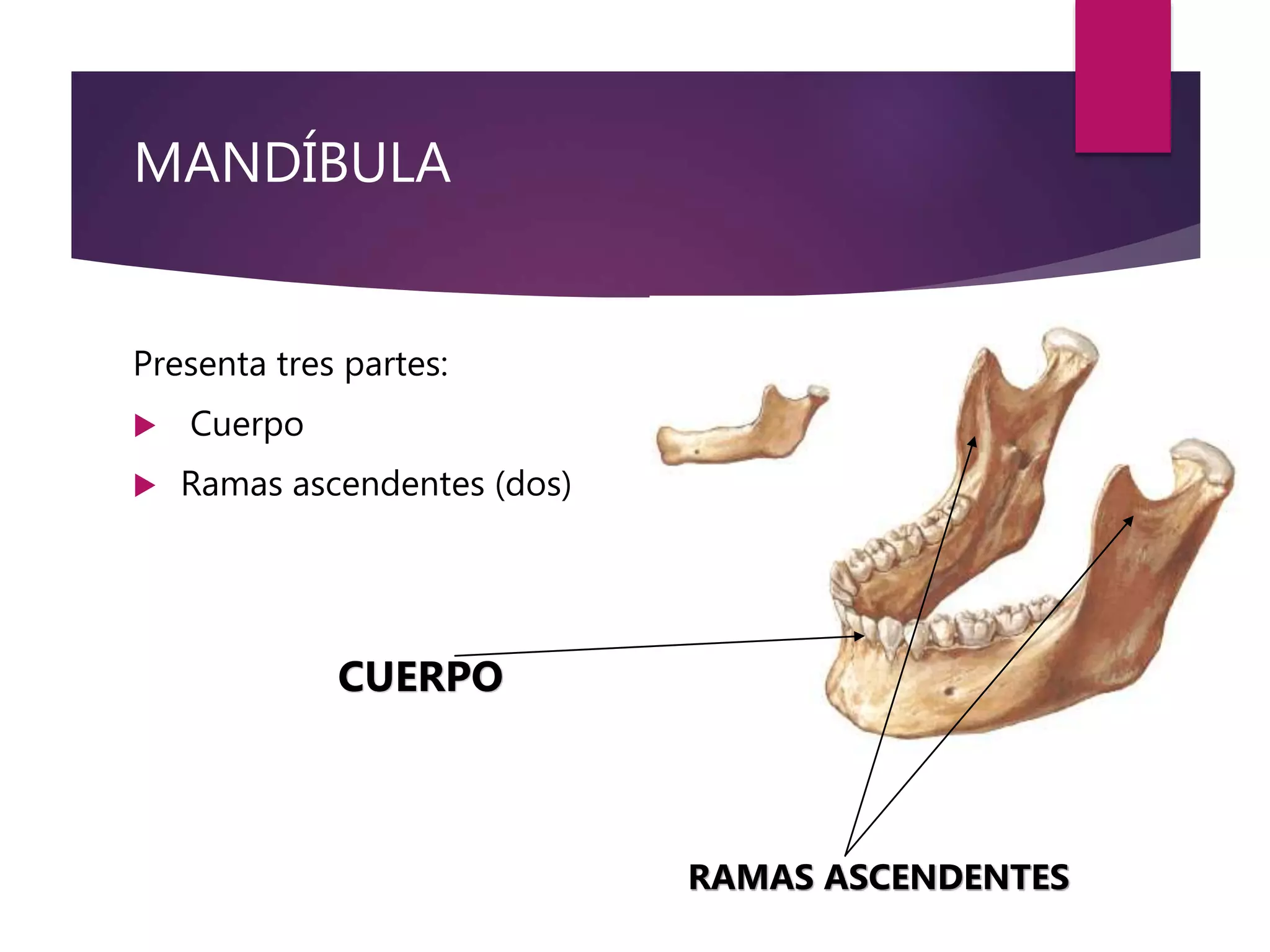 Anatomía De La Mandíbula Por Qué Me Duele La Mandíbula? Zona