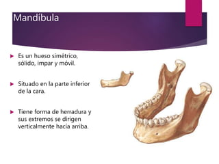 Anatomía de la mandíbula | PPTX