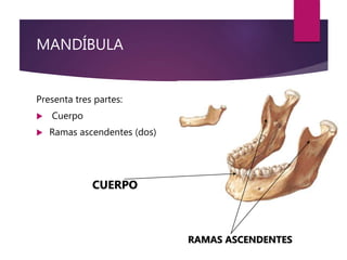 Anatomía de la mandíbula | PPTX