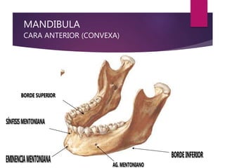 Anatomía de la mandíbula | PPTX