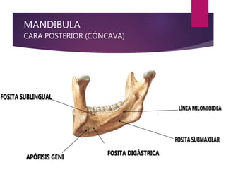 Anatomía de la mandíbula | PPTX