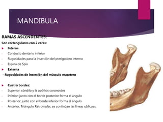 Anatomía de la mandíbula | PPTX