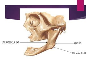 Anatomía de la mandíbula | PPTX