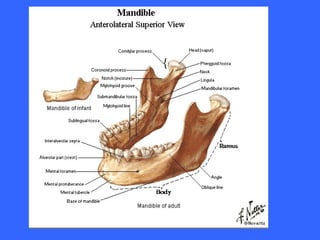 Mandibula dhe Maksila. Document power point | PPT