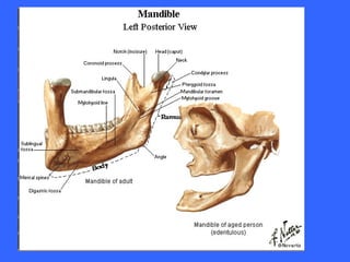 Mandibula dhe Maksila. Document power point | PPT