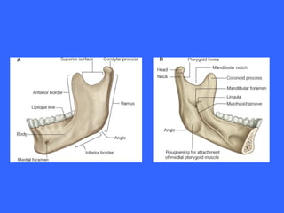 Mandibula dhe Maksila. Document power point | PPT