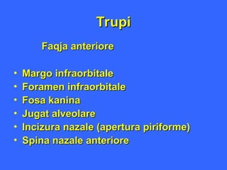 Mandibula dhe Maksila. Document power point | PPT
