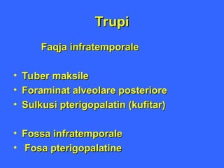 Mandibula dhe Maksila. Document power point | PPT