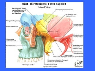 Mandibula dhe Maksila. Document power point | PPT