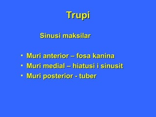 Mandibula dhe Maksila. Document power point | PPT