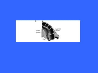 Mandibula dhe Maksila. Document power point | PPT