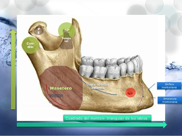 Anatomia del Maxilar Inferior