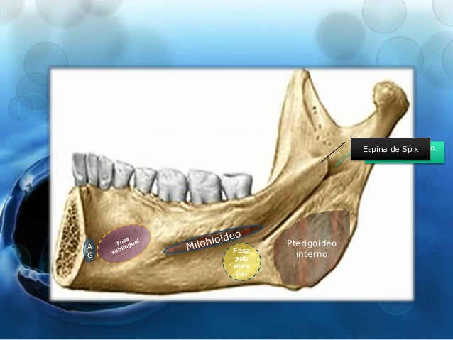 Anatomia del Maxilar Inferior