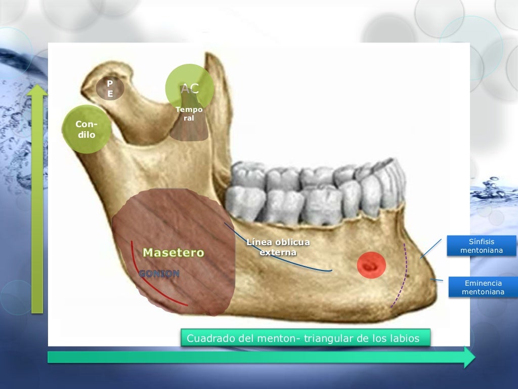 Anatomia del Maxilar Inferior
