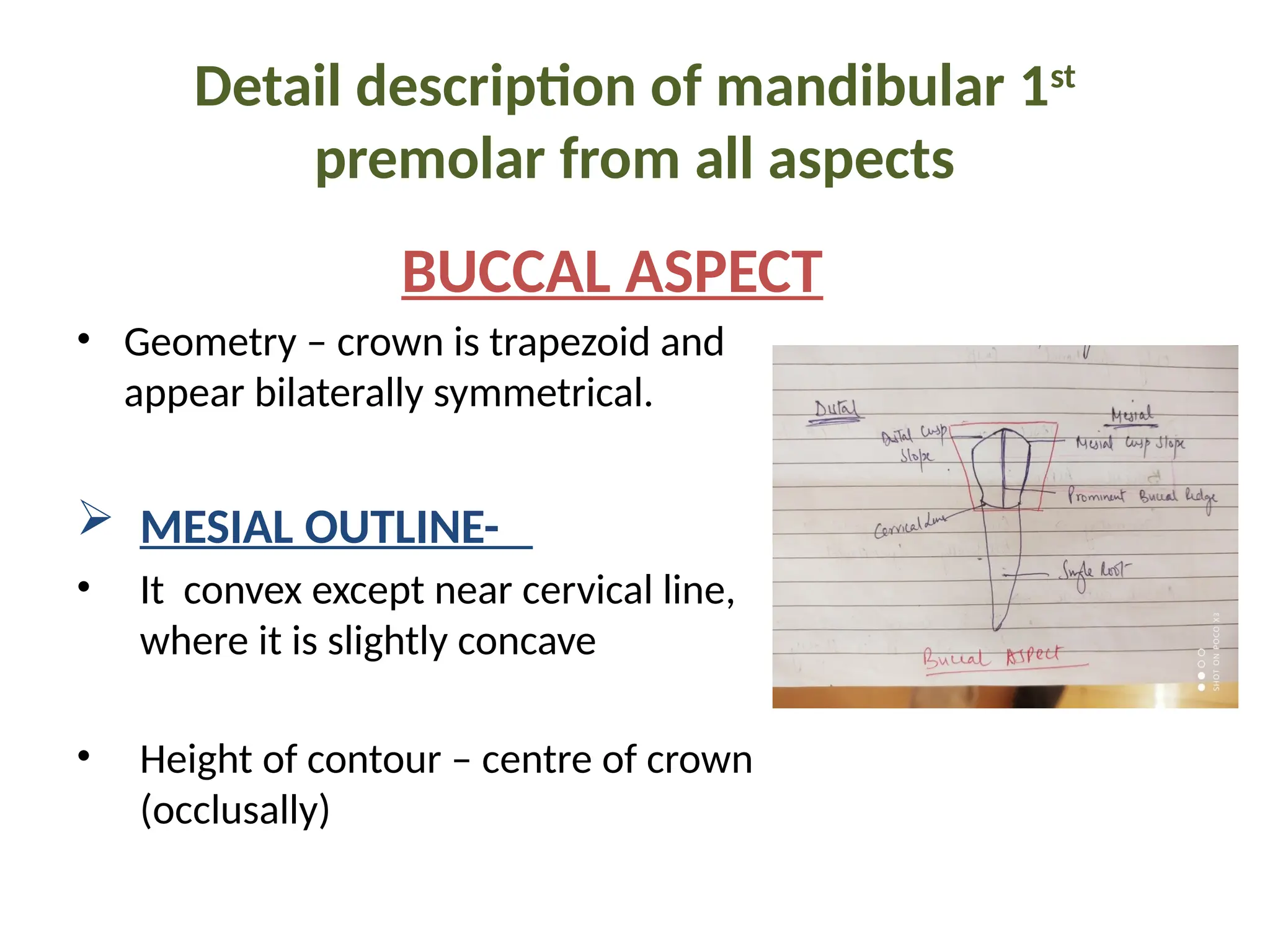 MANDIBULAR 1ST PREMOLAR dental anatomy ppt | PPTX
