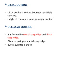 MANDIBULAR 1ST PREMOLAR dental anatomy ppt | PPTX