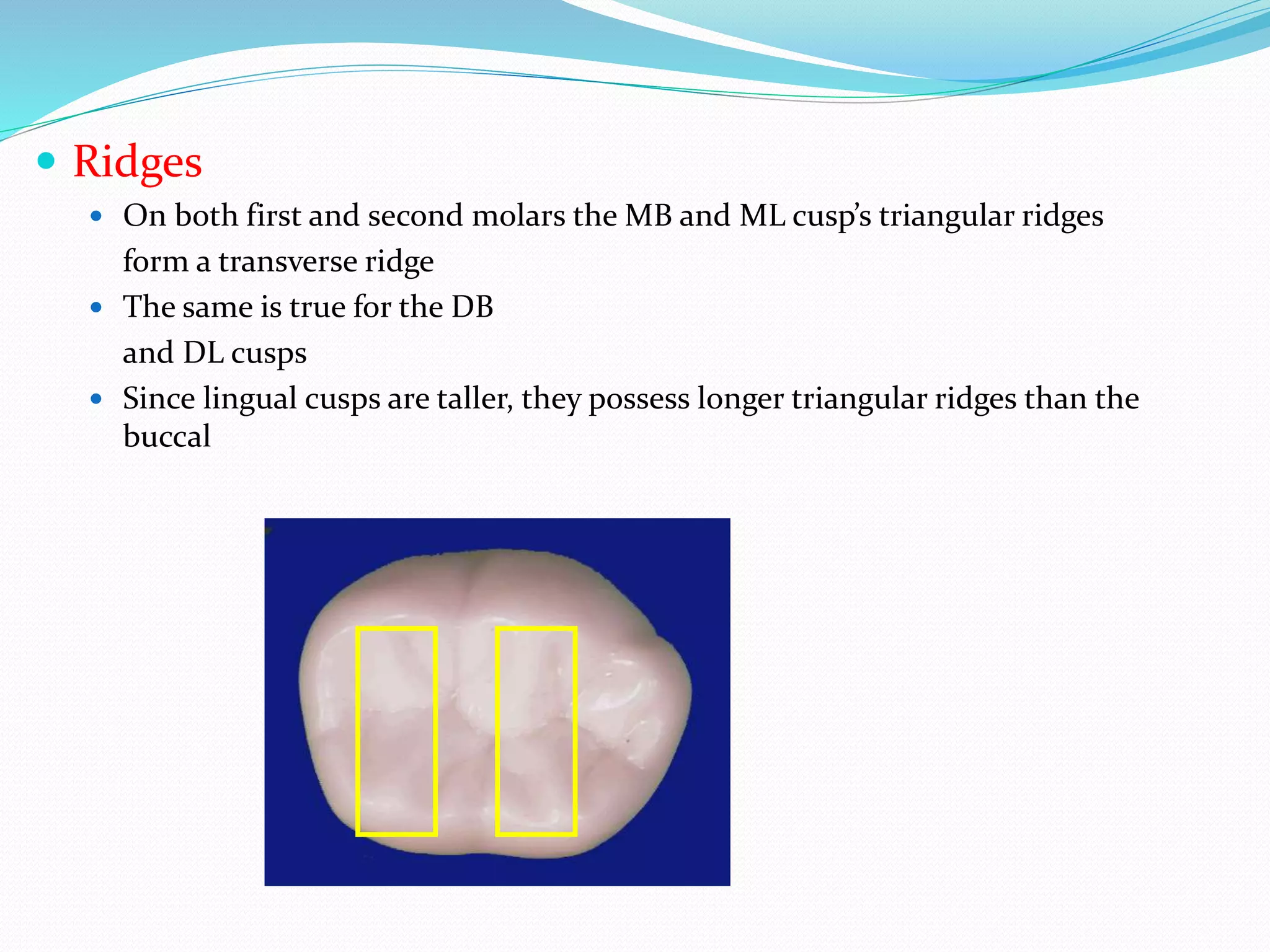 Mandibular 2nd Molars.pptx