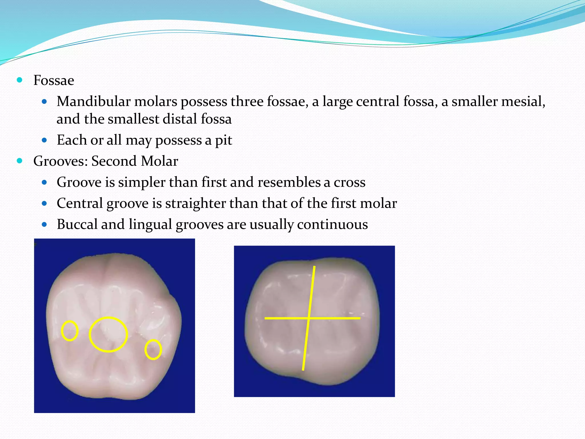 Mandibular 2nd Molars.pptx