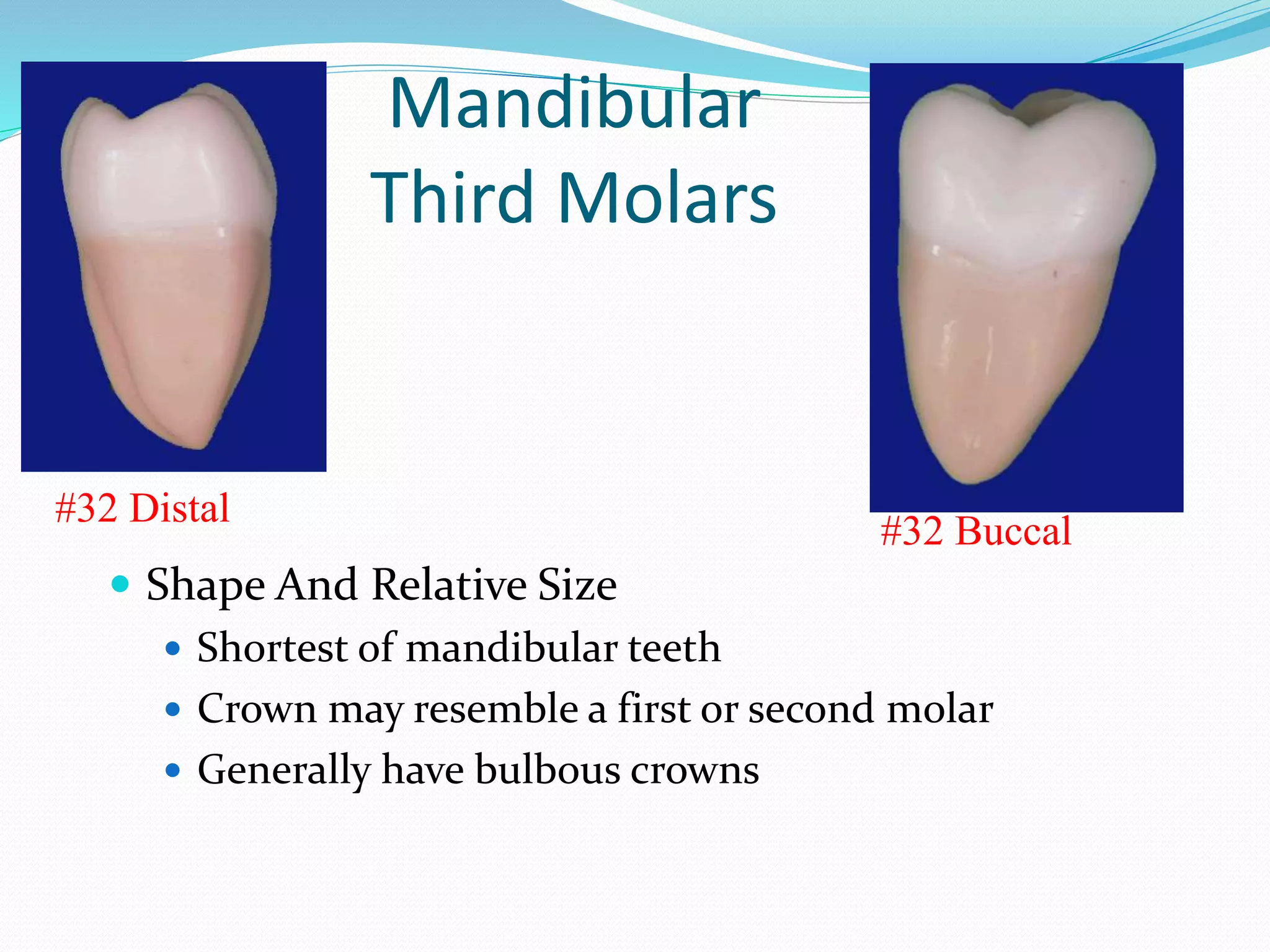 Mandibular 2nd Molars.pptx