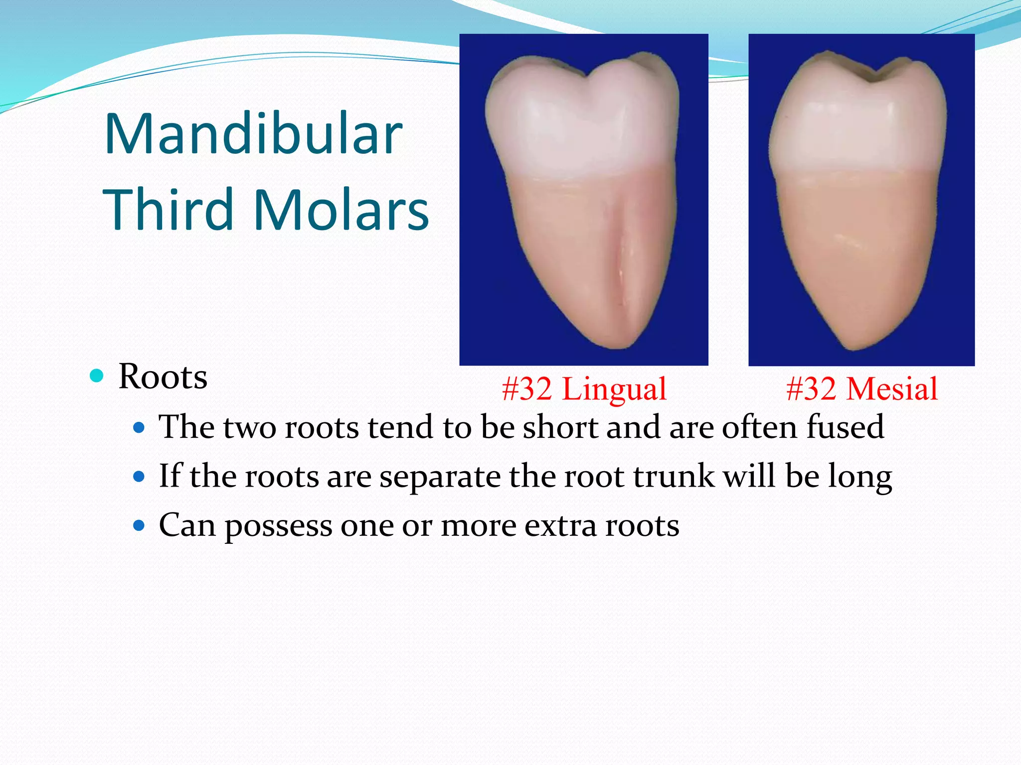 Mandibular 2nd Molars.pptx