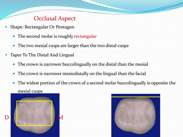 Mandibular 2nd Molars.pptx