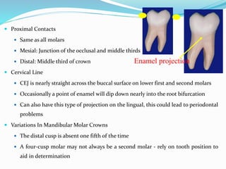 Mandibular 2nd Molars.pptx